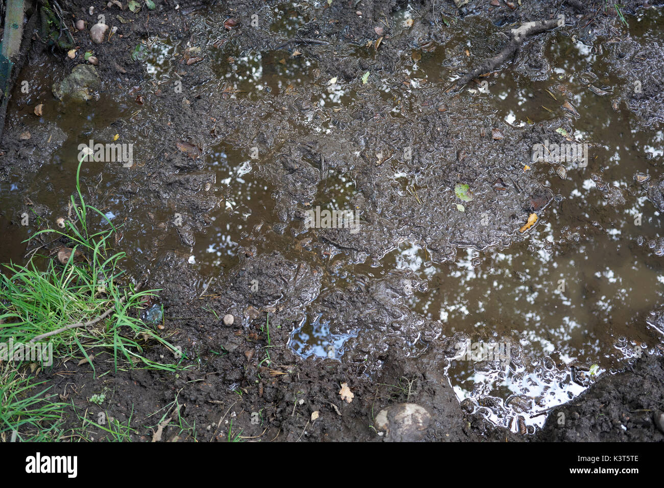 Green muddy hi-res stock photography and images - Alamy