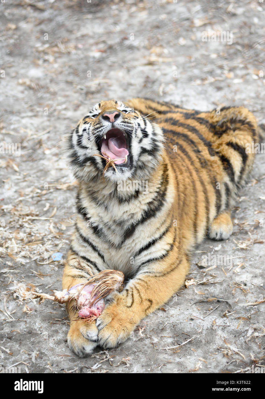 Tiger hunting prey hi-res stock photography and images - Alamy