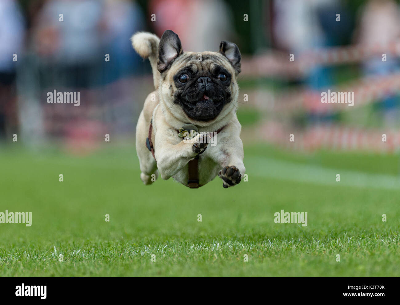 Wernau, Germany. 3rd Sep, 2017. A pug races across the 50 metre course ...
