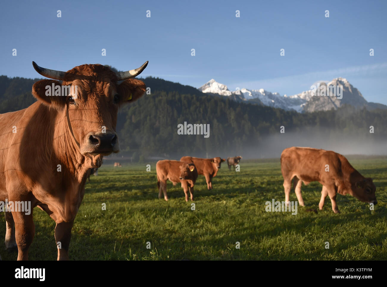 Garmisch-Partenkirchen, Germany. 4th Sep, 2017. Cows graze on a meadow ...