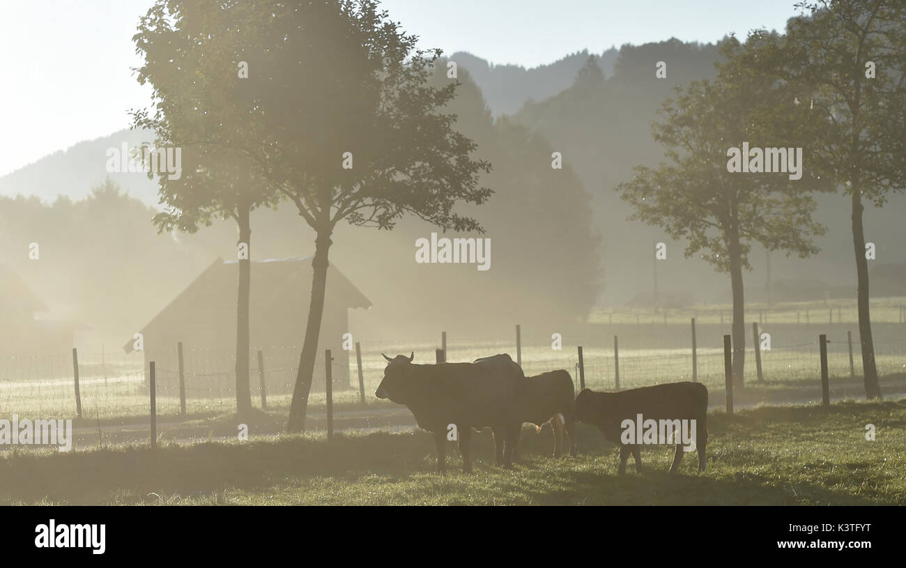 Garmisch-Partenkirchen, Germany. 4th Sep, 2017. Cows graze during the ...