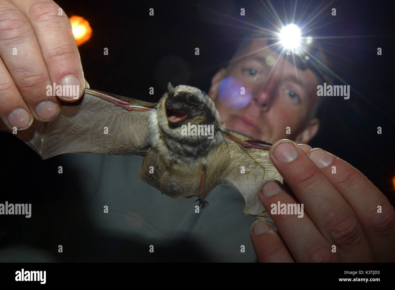 Parti-coloured bat (Vespertilio murinus) is shown to visitors of the ...