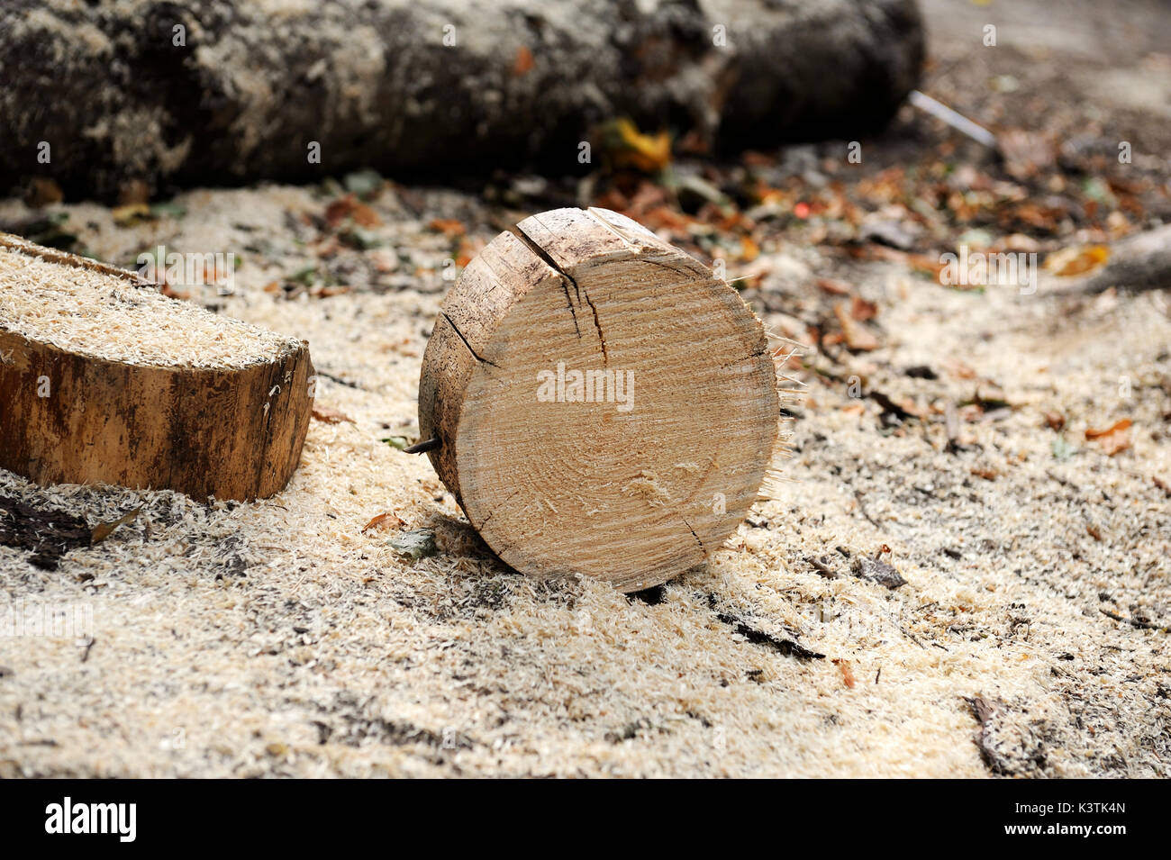 A piece of bark on logs in the forest Stock Photo - Alamy
