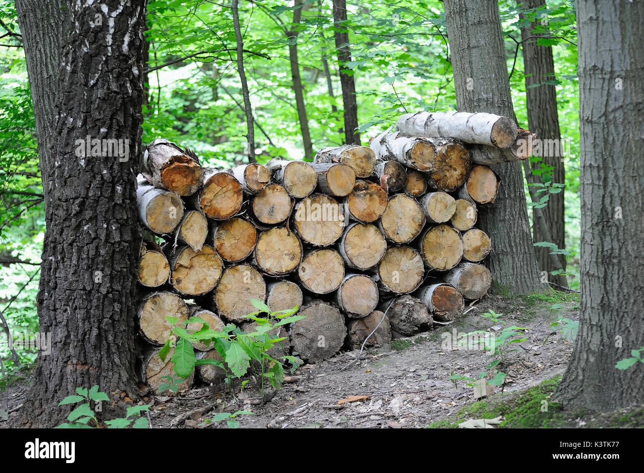 Cut and stacked pine timber in spruce forest on a clear day at spring ...
