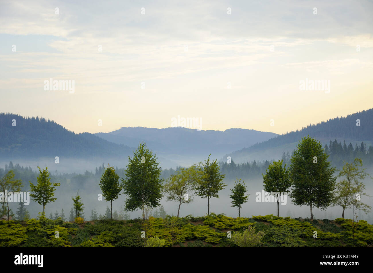 Tree on the mountain slope in a nature reserve Stock Photo - Alamy