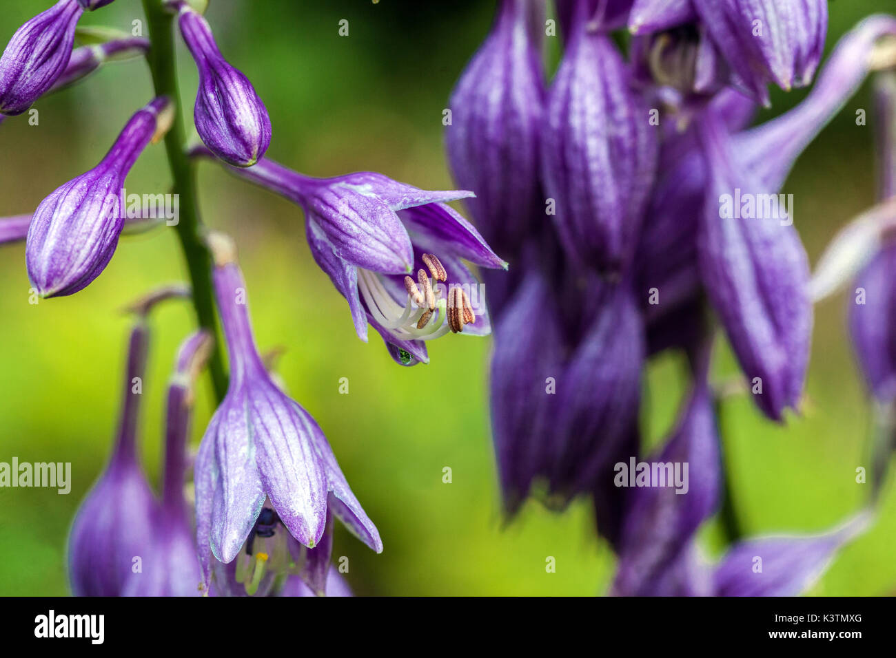 Blue hosta flower, Blue hostas, flowers, petals Stock Photo - Alamy