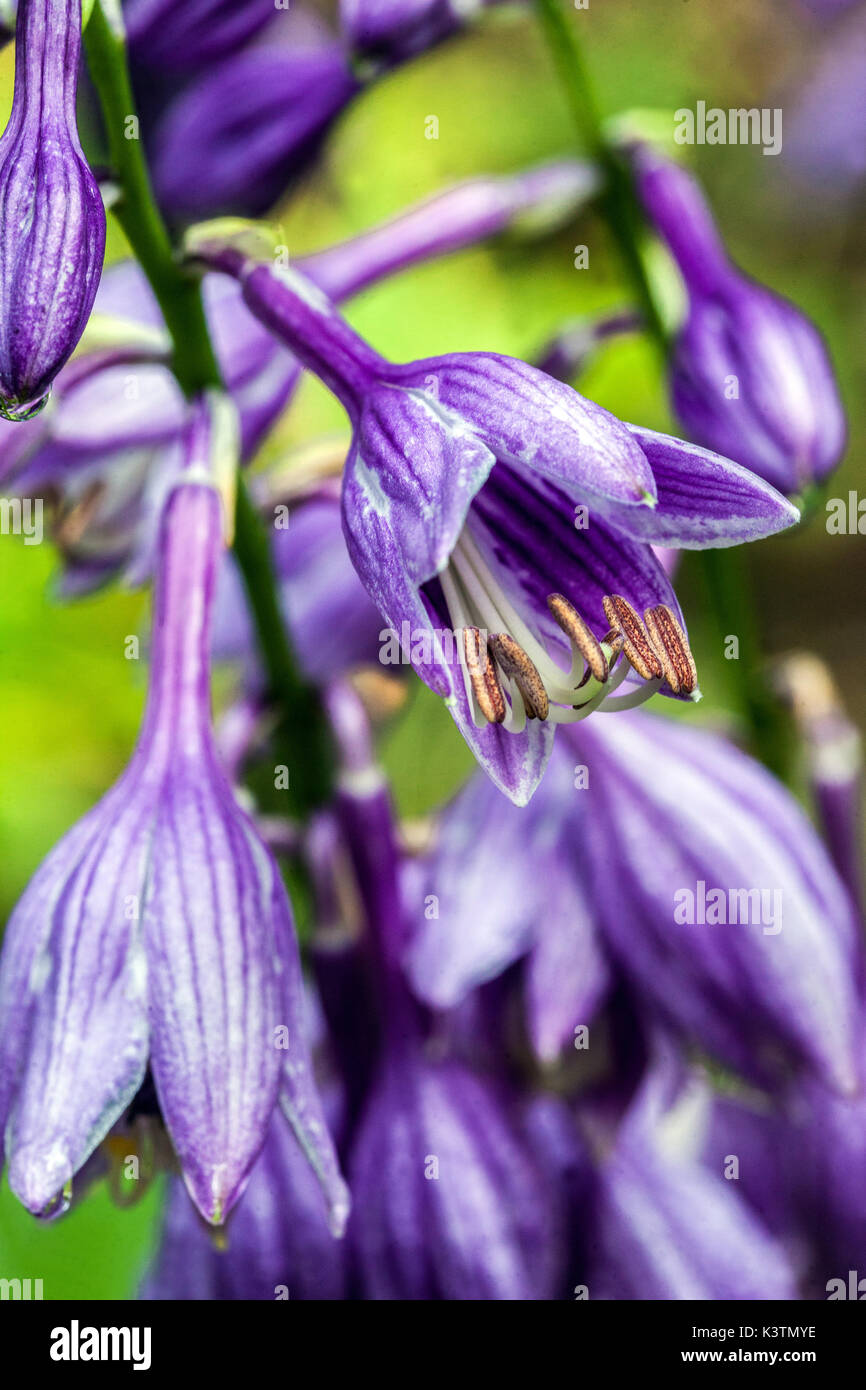 Blue hosta flower, Blue hostas, flowers, petals Stock Photo - Alamy