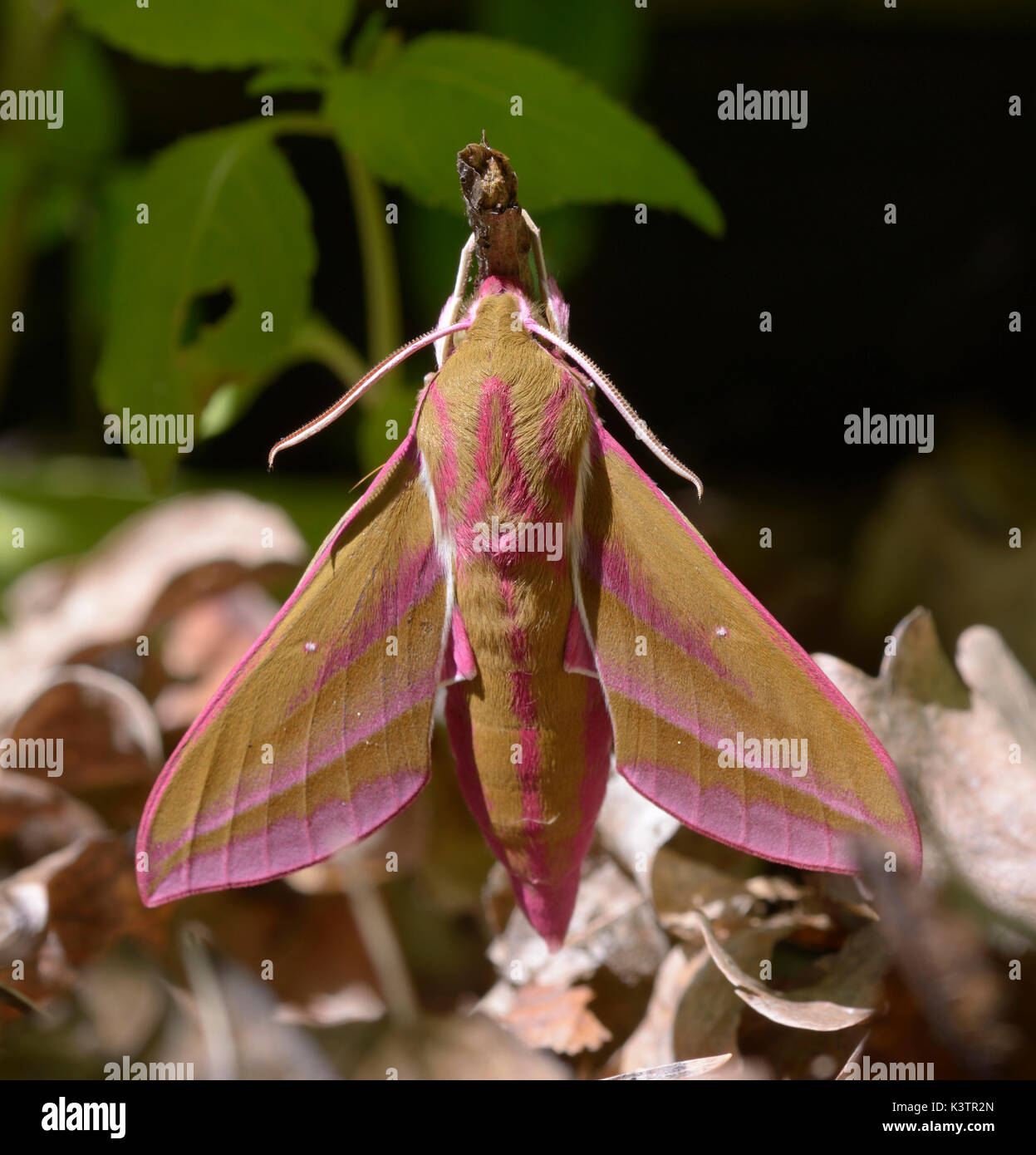 A small elephant hawk-moth, Deilephila porcellus, sitting on a piece of ...
