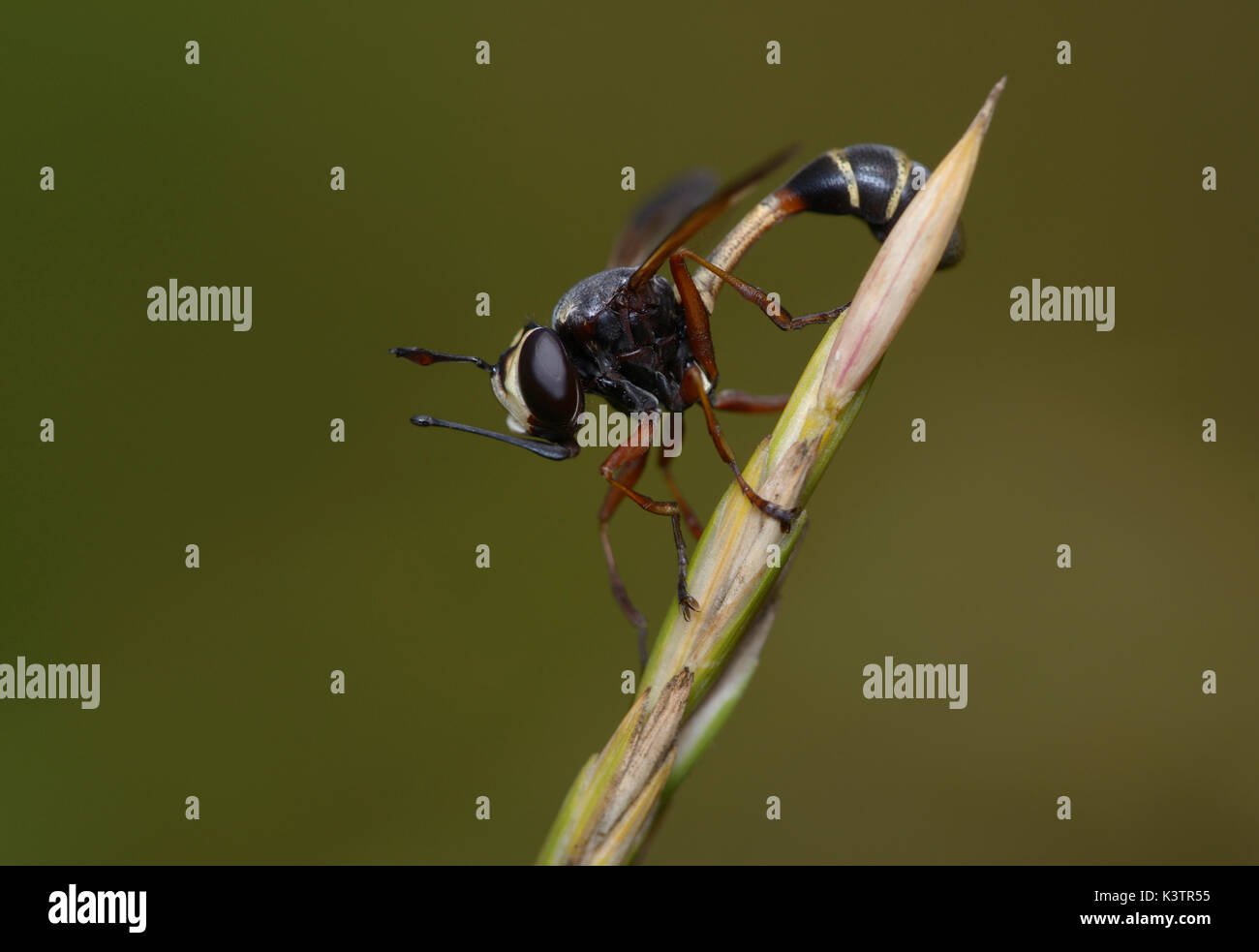 Yellow legged animals hi-res stock photography and images - Alamy