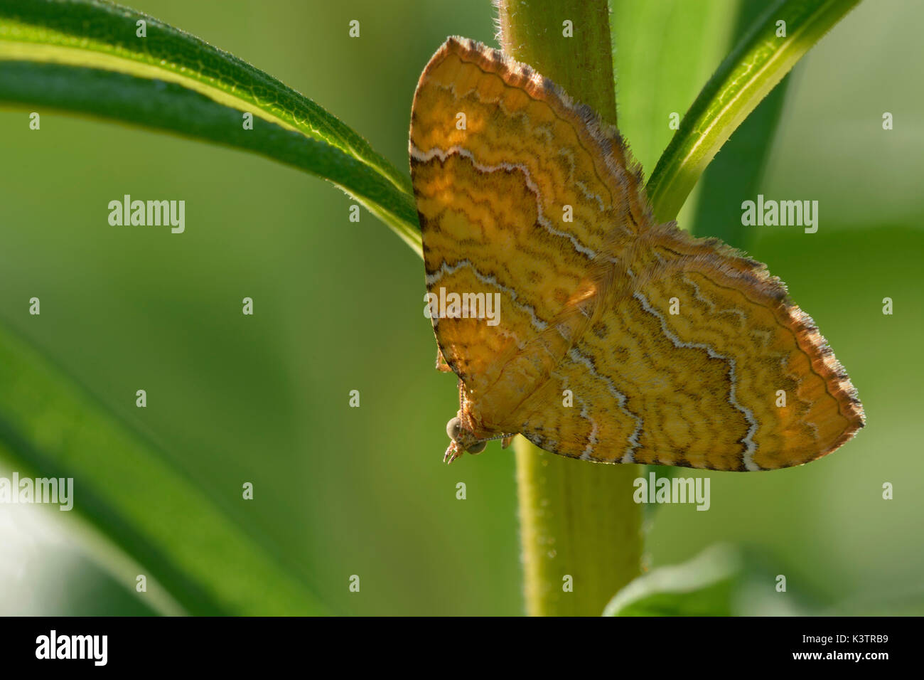 A bright yellow butterfly with wings wide open Stock Photo - Alamy