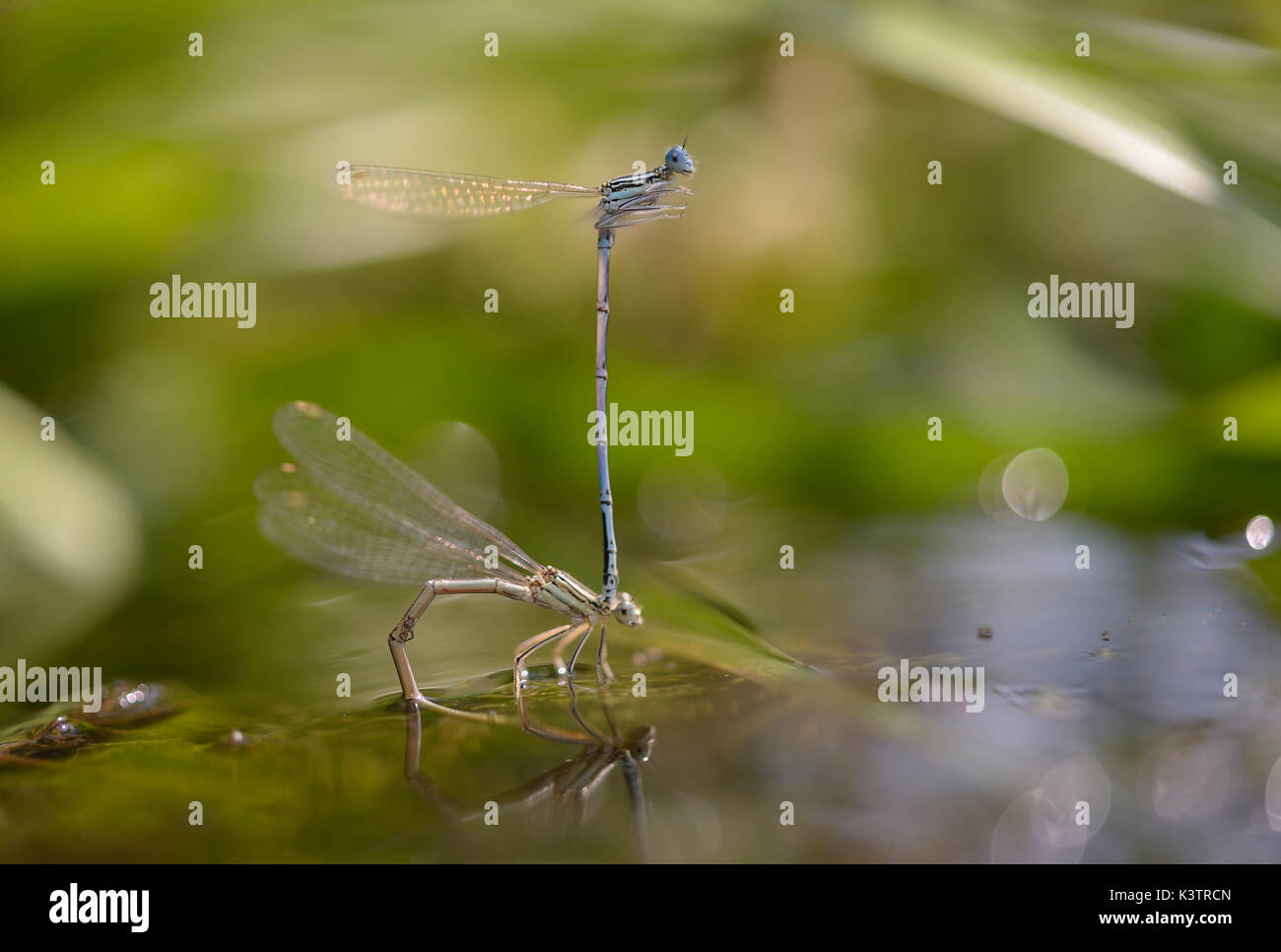 Damselflies, Lestidae, - laying eggs underwater in front of blurred ...