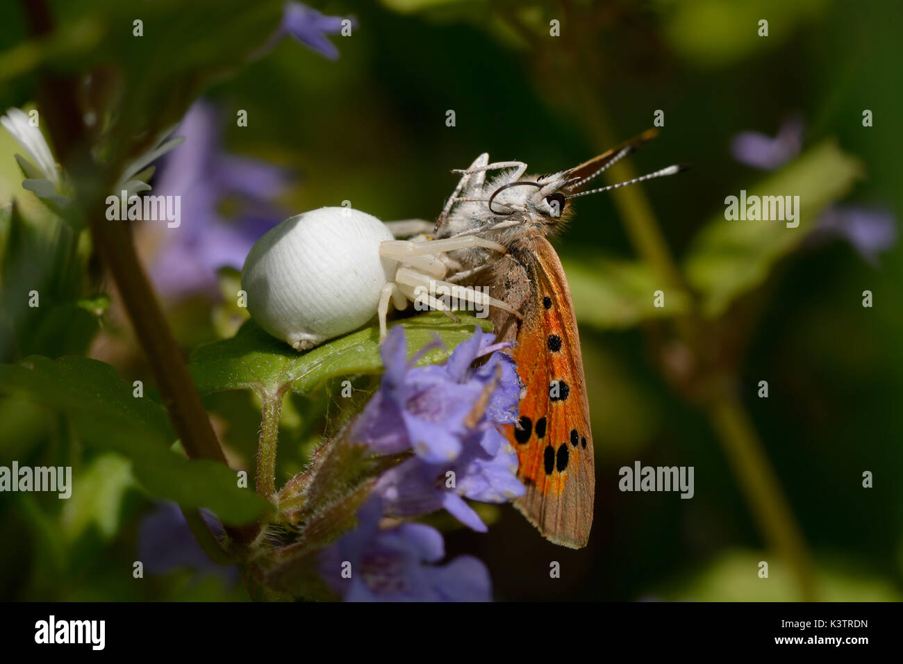 Winged spider hi-res stock photography and images - Alamy
