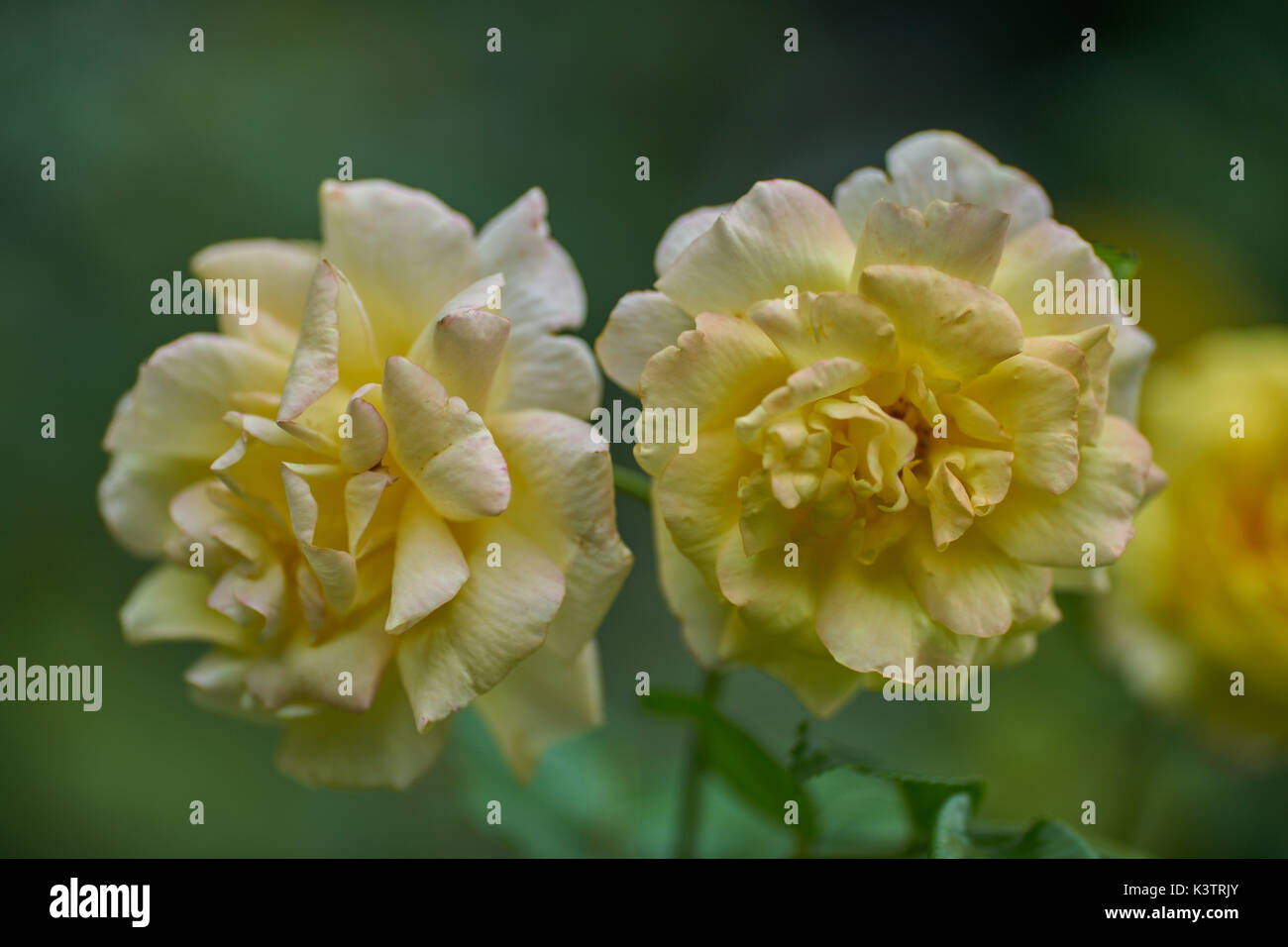 Two yellow roses in full bloom close up Rosa Chinatown Stock Photo - Alamy