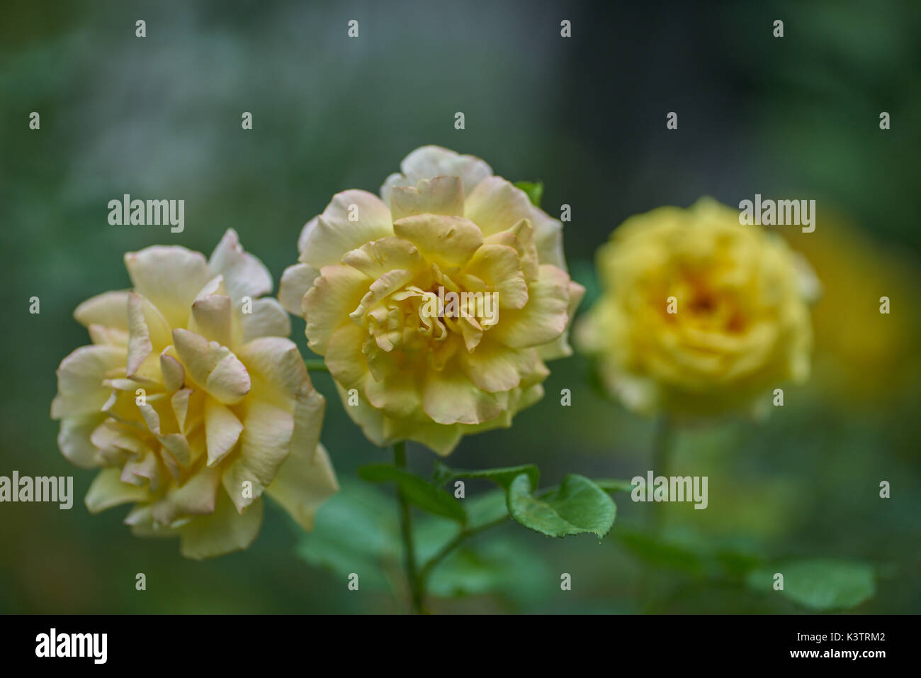 Rosa chinatown hi-res stock photography and images - Alamy