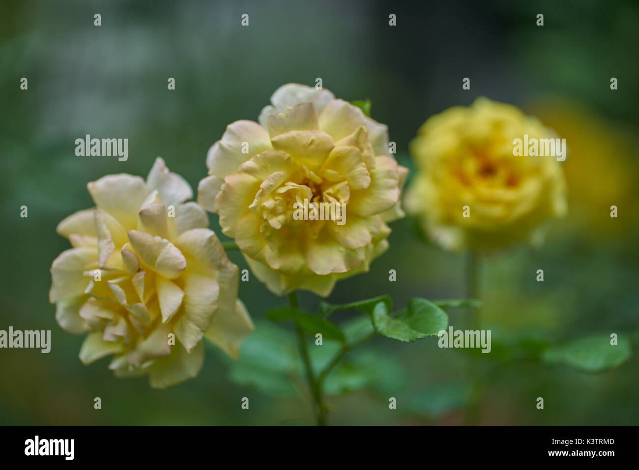 Rosa chinatown hi-res stock photography and images - Alamy