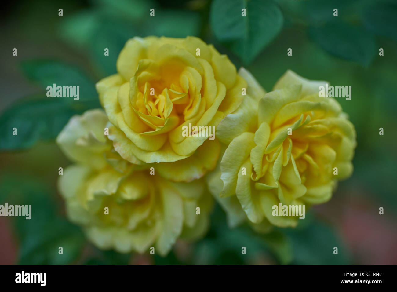 Three yellow roses in full bloom close up Rosa Chinatown Stock Photo ...