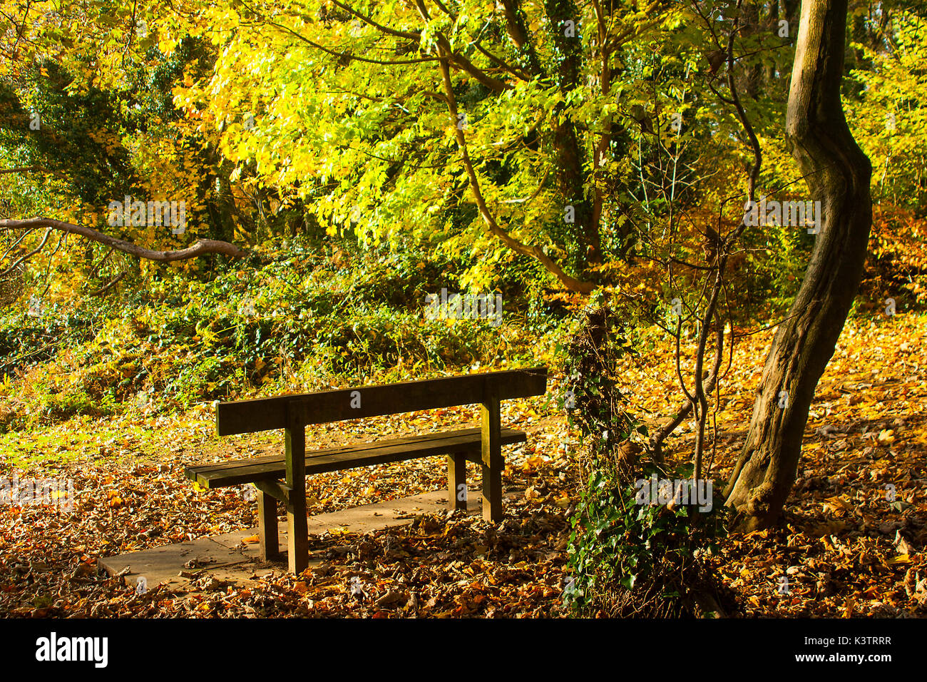Golden autumn colours as the sun streaks through the glade in ...