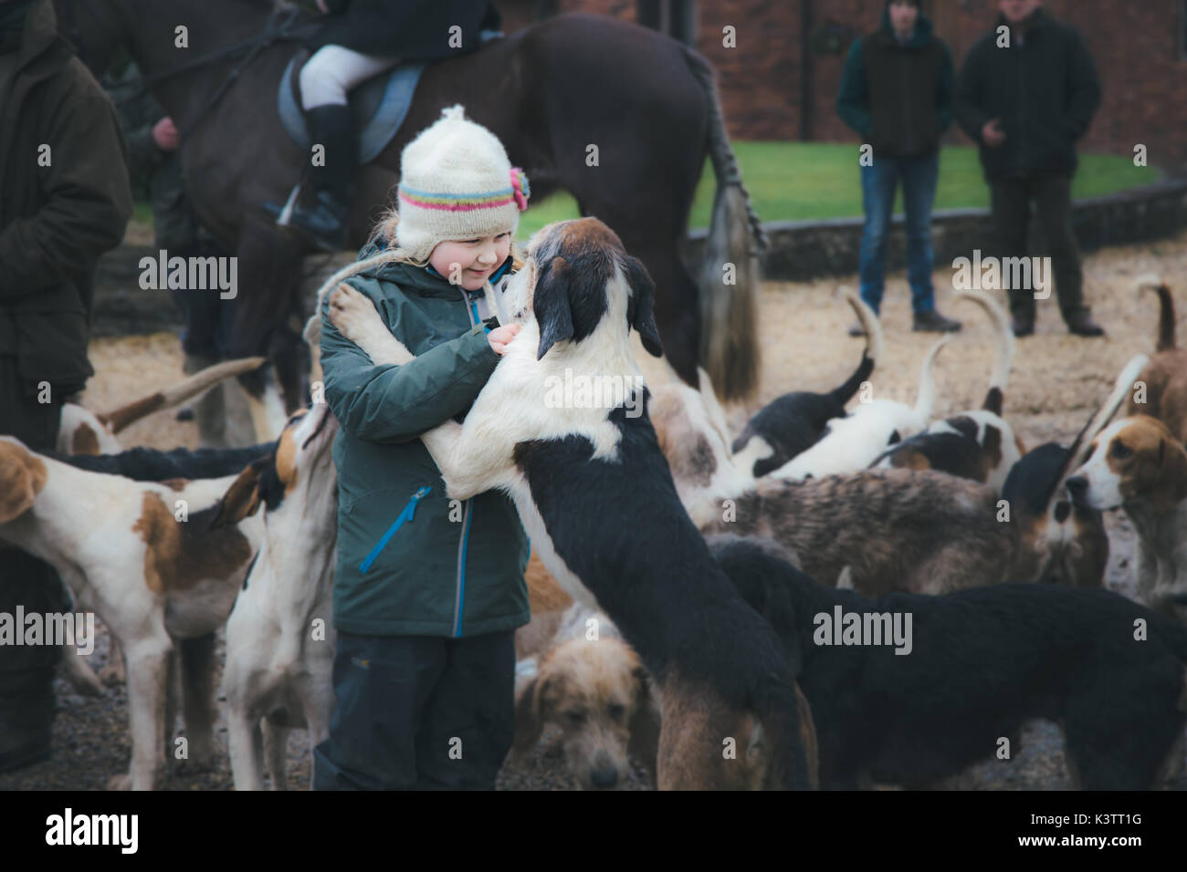 Fox hounds hi-res stock photography and images - Alamy