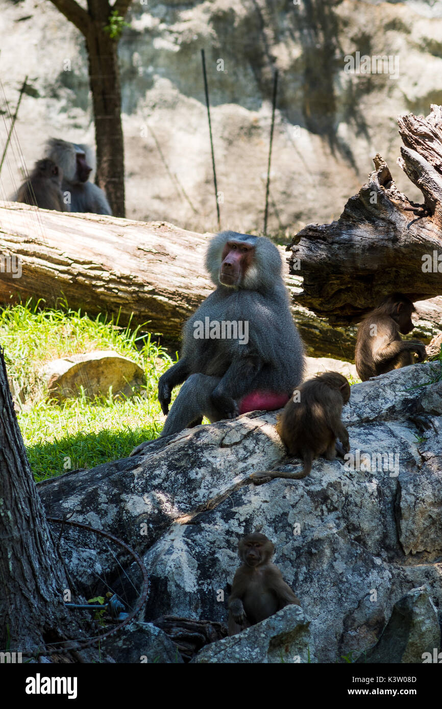 Baboon Staring Me Down - A Baboon @ Asheboro Zoo (NC Zoo) stairs at me ...