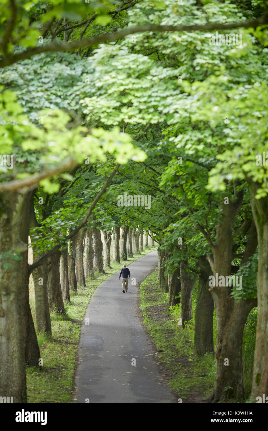 Tree lined pathway through public green space Avenham and Miller Parks ...