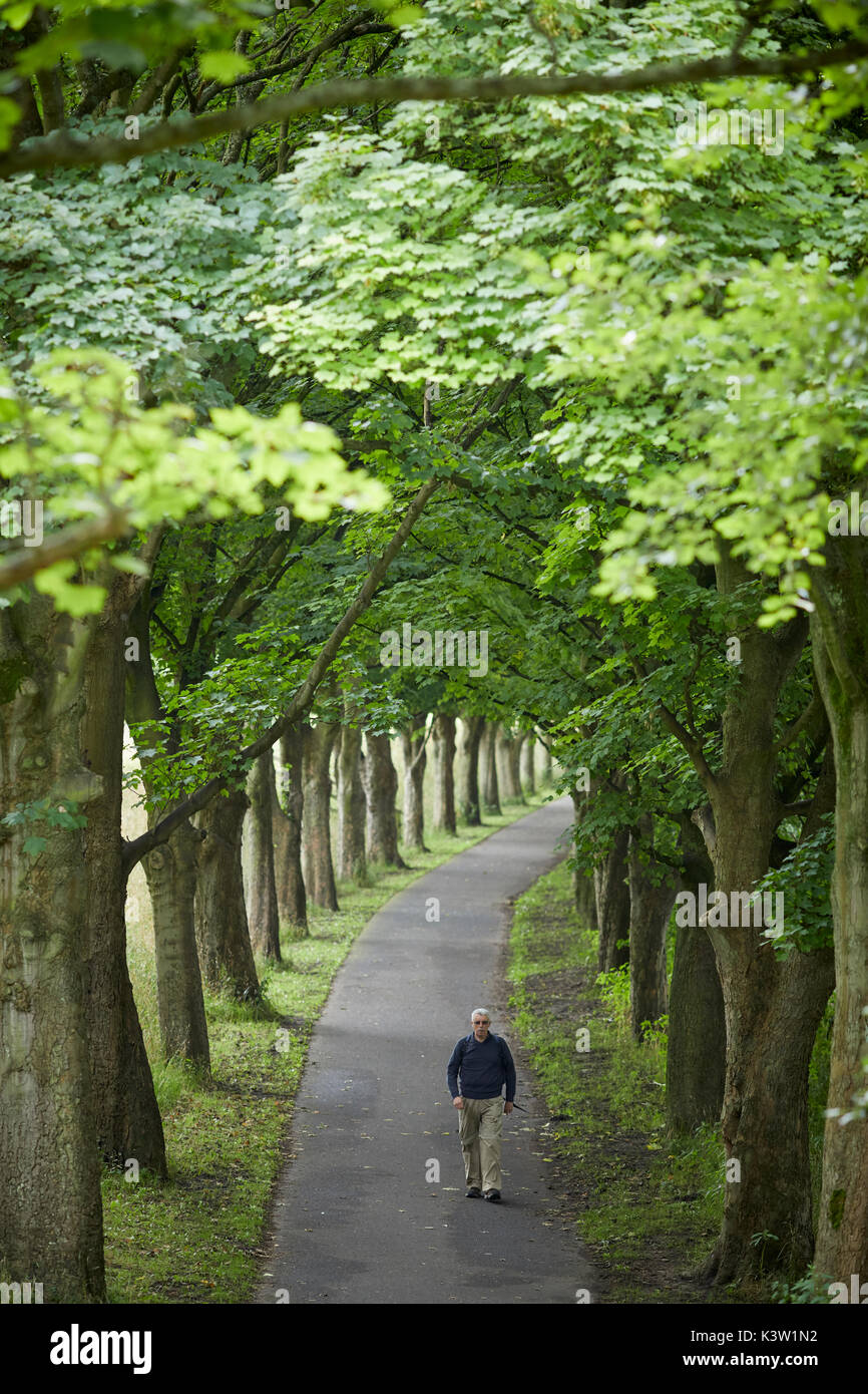 Tree lined pathway through public green space Avenham and Miller Parks ...