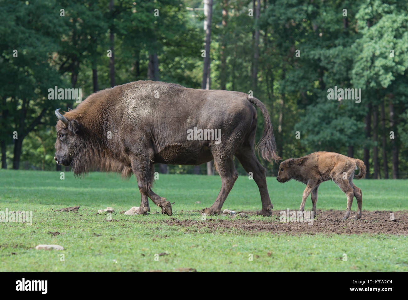 Bison calf standing mother hi-res stock photography and images - Alamy