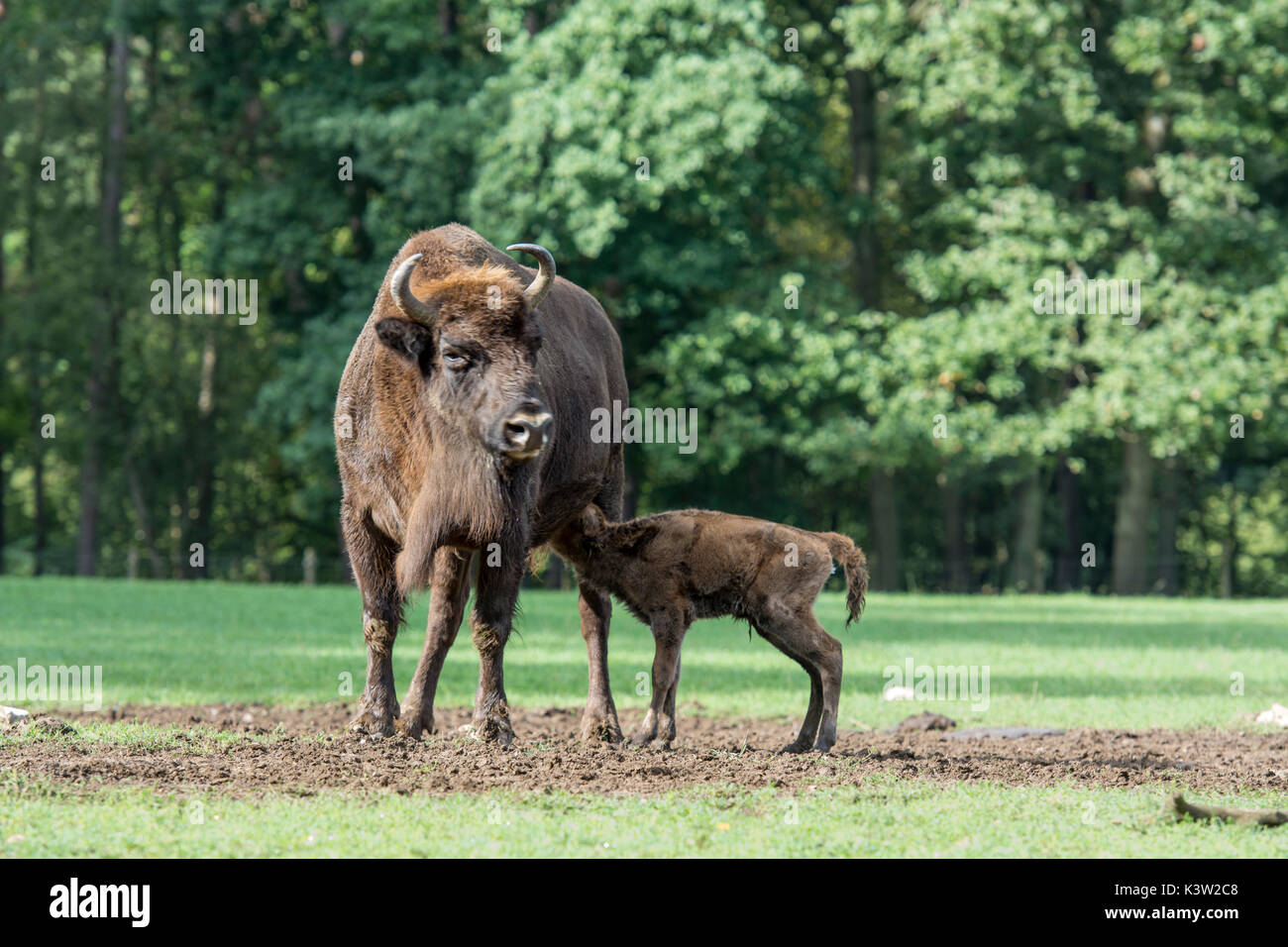 Bialowieza bison snow hi-res stock photography and images - Alamy