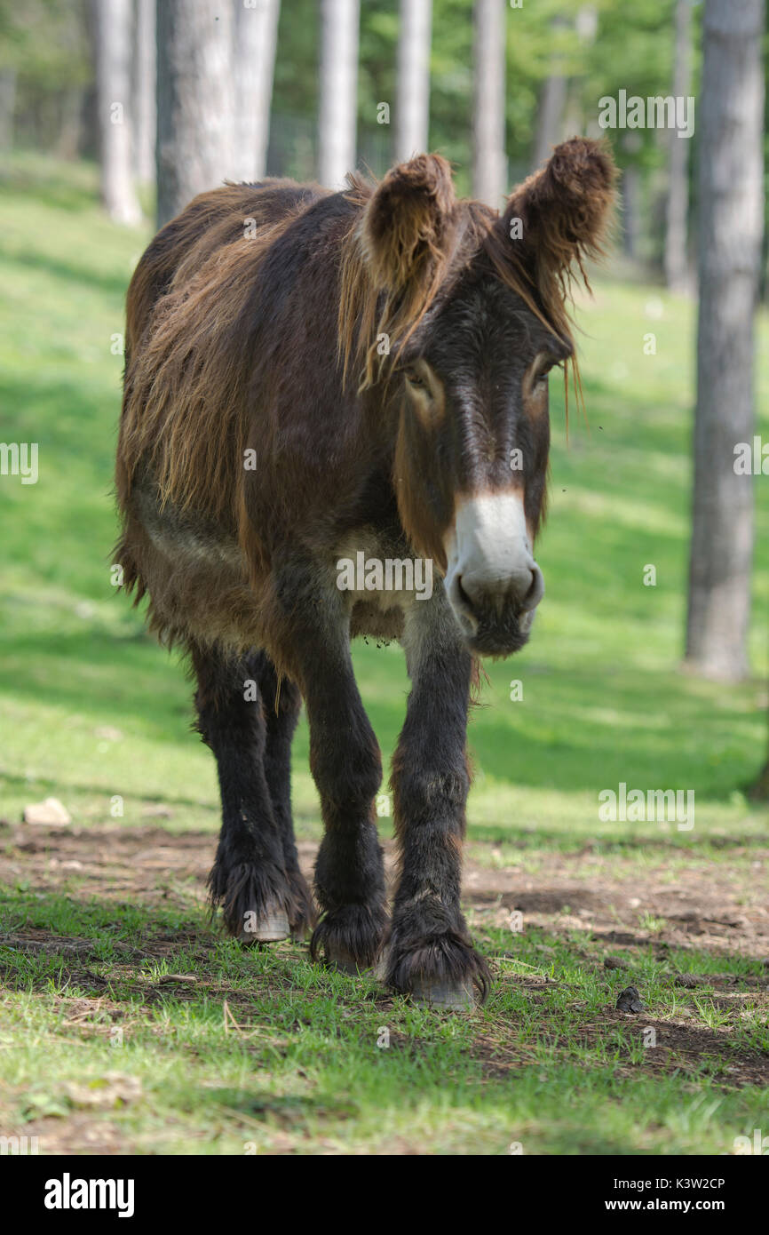 Poitou donkey. Equus asinus Stock Photo - Alamy