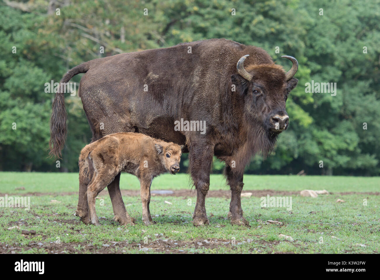 European bison. Bison bonasus Stock Photo - Alamy