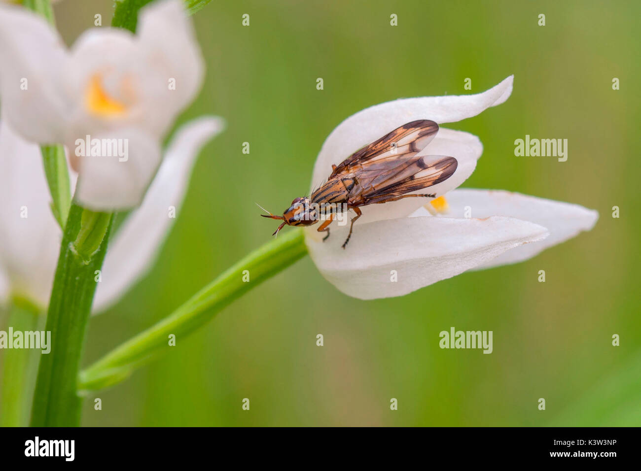 Insect on orchid, Liguria, Vobbia, Italy, Costa Salata Stock Photo - Alamy
