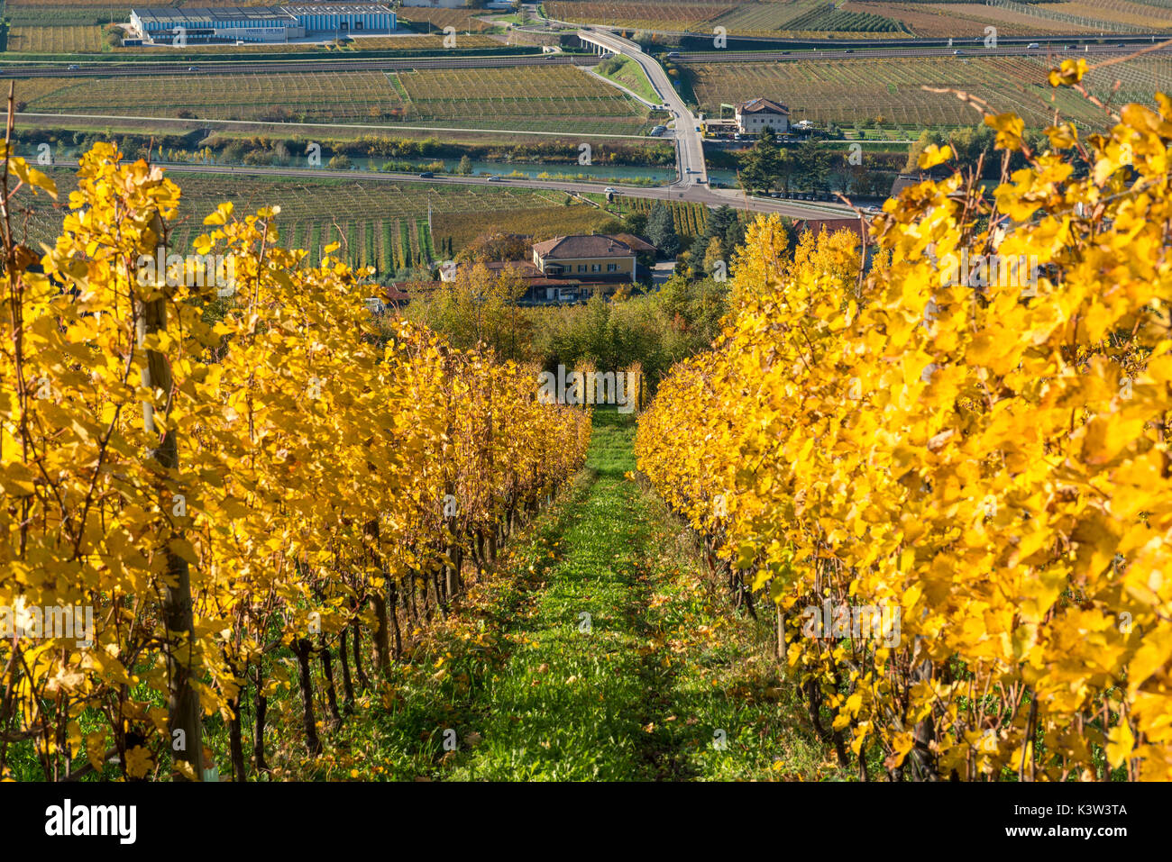 Italy, Trentino Alto Adige, vineyards in autumn dominate Adige valley ...