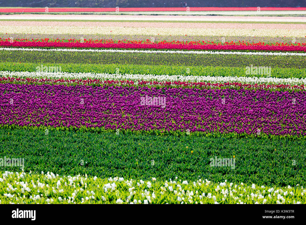 Tulips field of tulips hi-res stock photography and images - Alamy