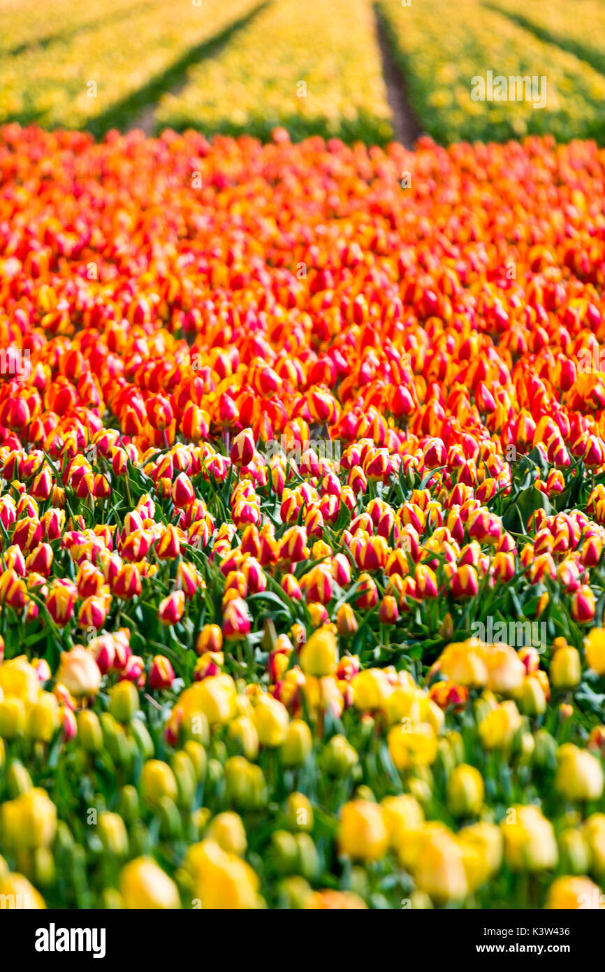 Geometric tulips hi-res stock photography and images - Alamy