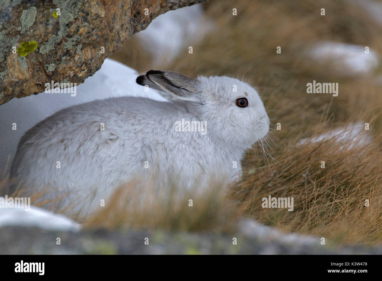 Stelvio National Park,Lombardy,Italy.Hare Stock Photo - Alamy