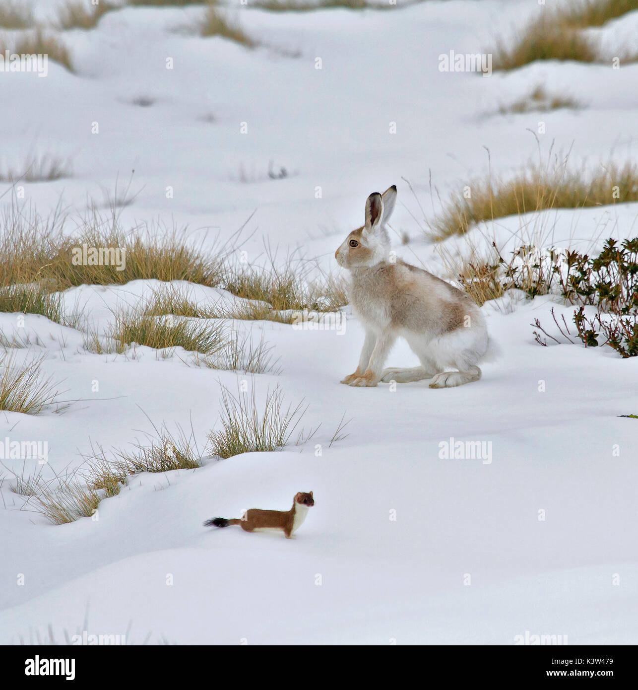 Lombardy italy ermine hi-res stock photography and images - Alamy