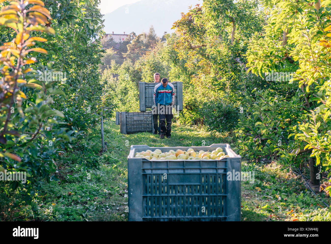 Apple orchard in non valley hi-res stock photography and images - Alamy