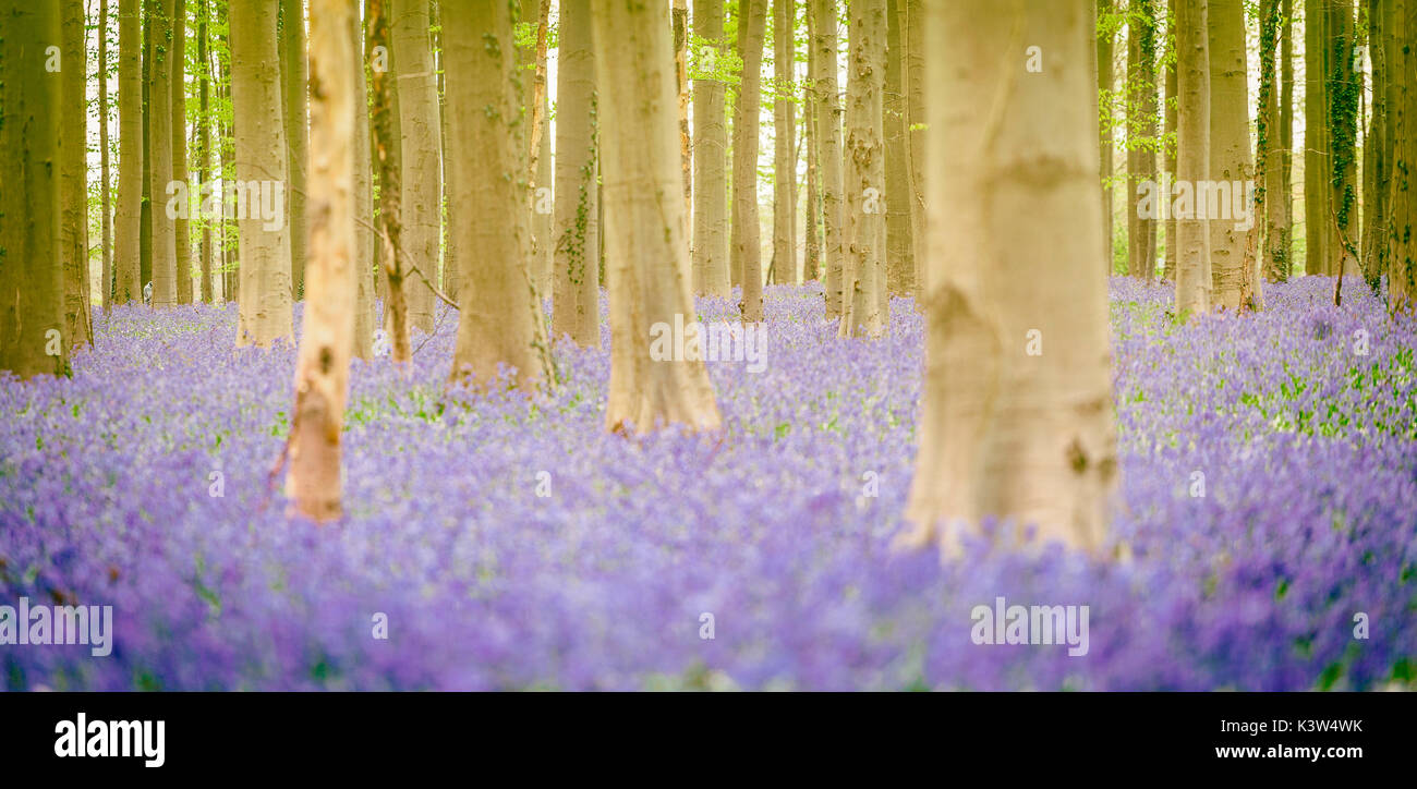 Hallerbos, beech forest in Belgium full of blue bells flowers Stock ...
