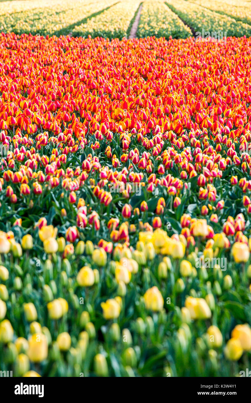 Tulips in Lisse, Netherlands, Europe Stock Photo - Alamy