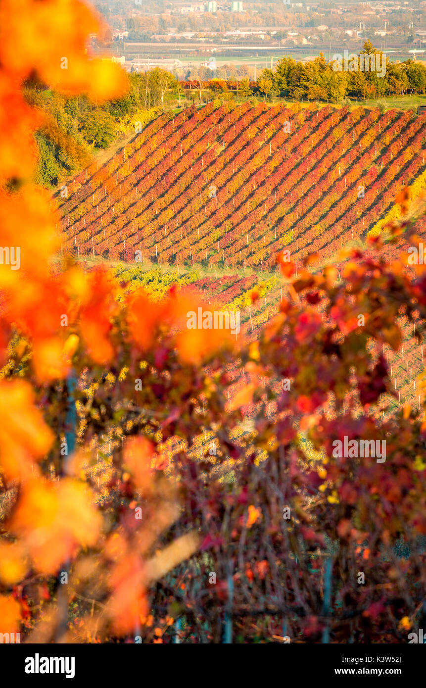 Castelvetro di Modena, Emilia Romagna, Italy. vineyards in Autumn Stock ...