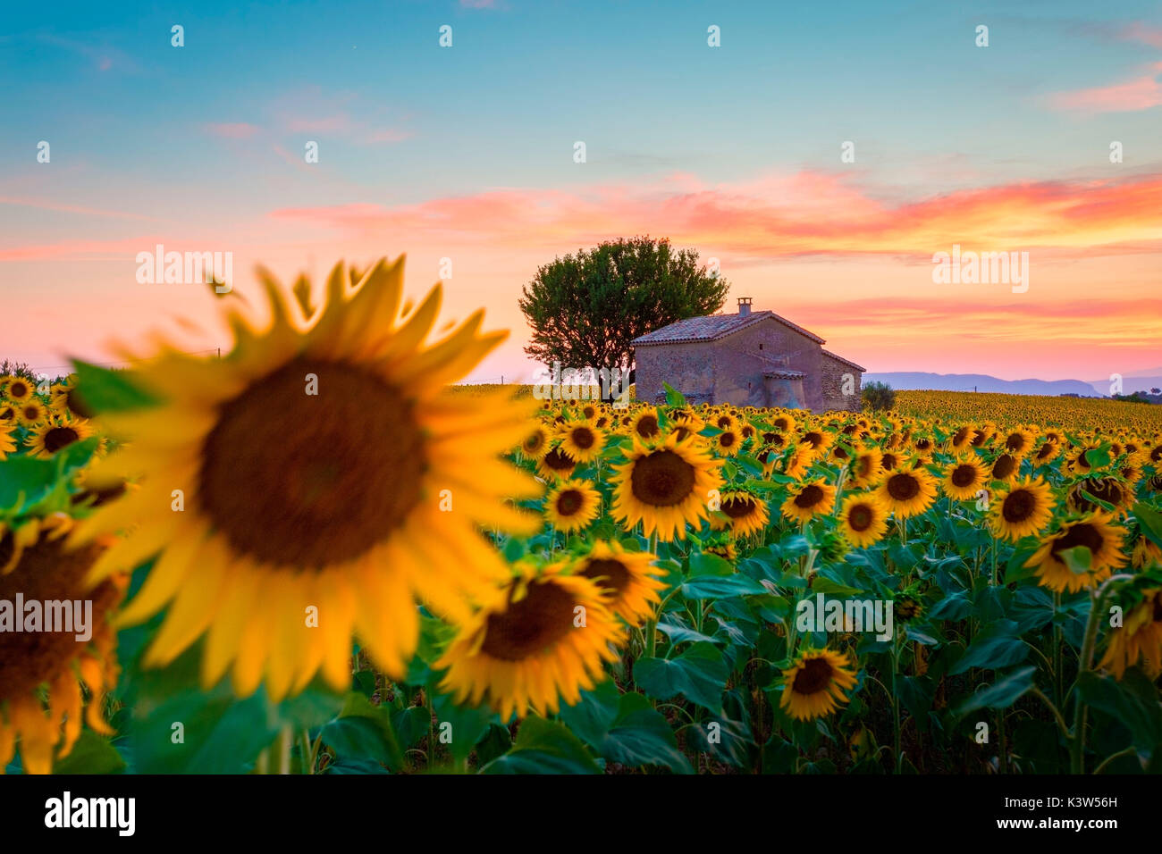 Sunflowers france house hi-res stock photography and images - Alamy