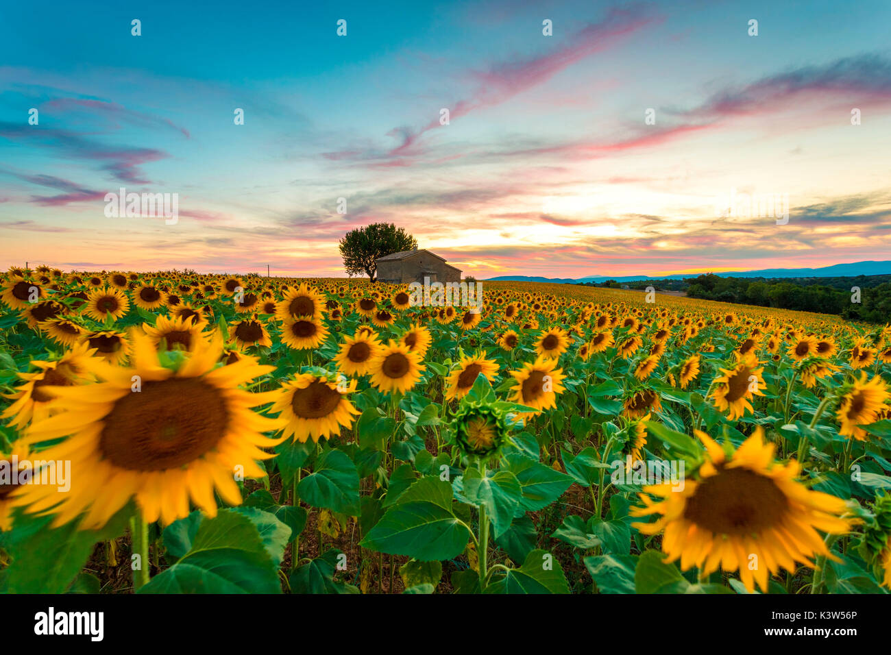 Sunflowers France House High Resolution Stock Photography and Images ...
