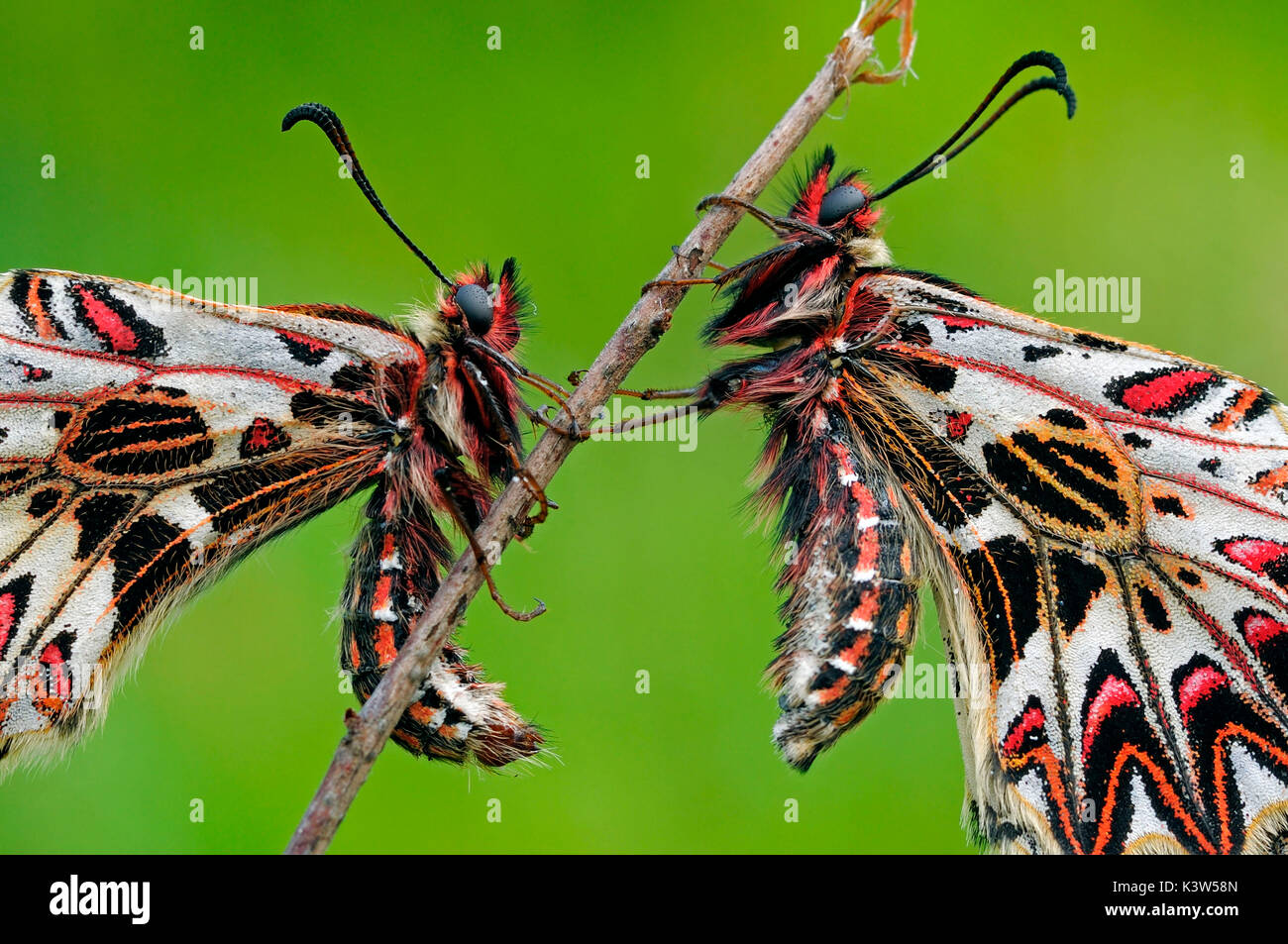 Polyxena hi-res stock photography and images - Alamy