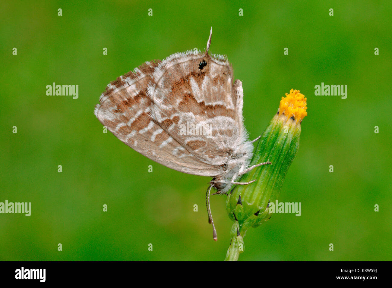 Marshalli butterfly hi-res stock photography and images - Alamy