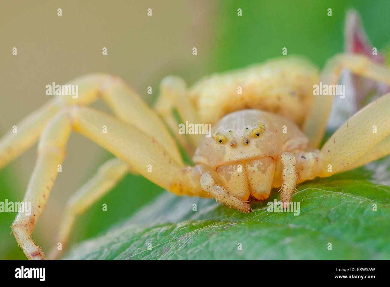 Thomisus Onustus High Resolution Stock Photography and Images - Alamy