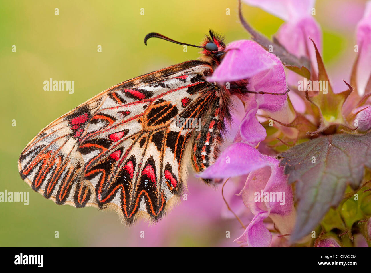 Polyxena hi-res stock photography and images - Alamy