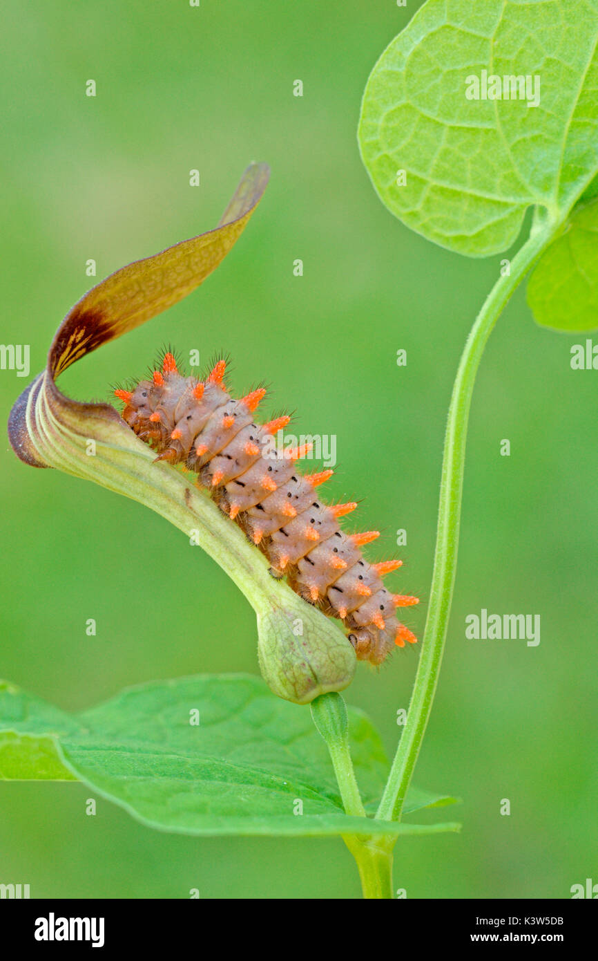 Polyxena hi-res stock photography and images - Alamy