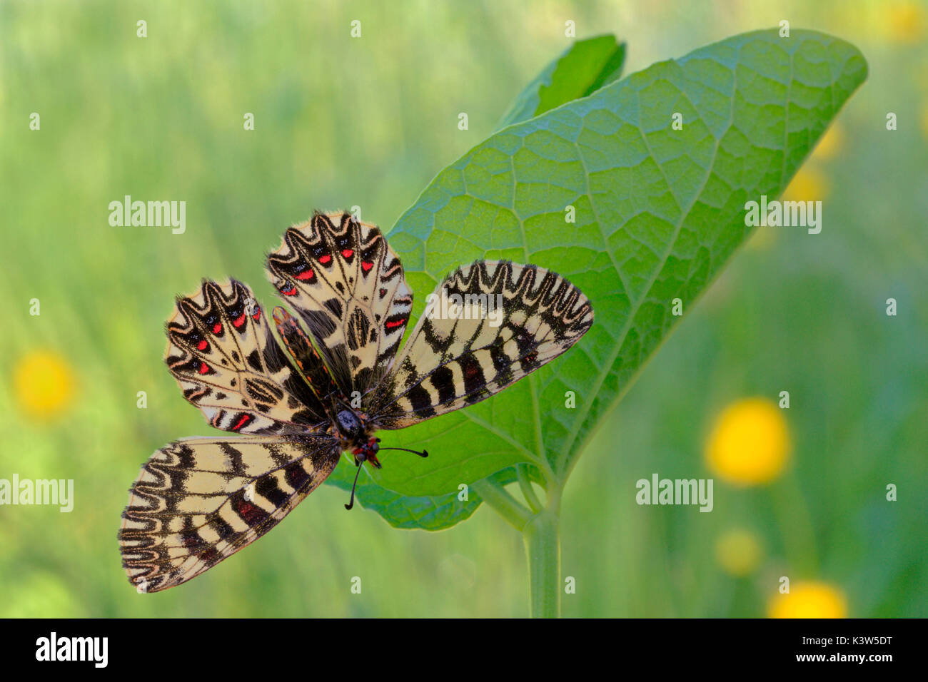 Polyxena hi-res stock photography and images - Alamy