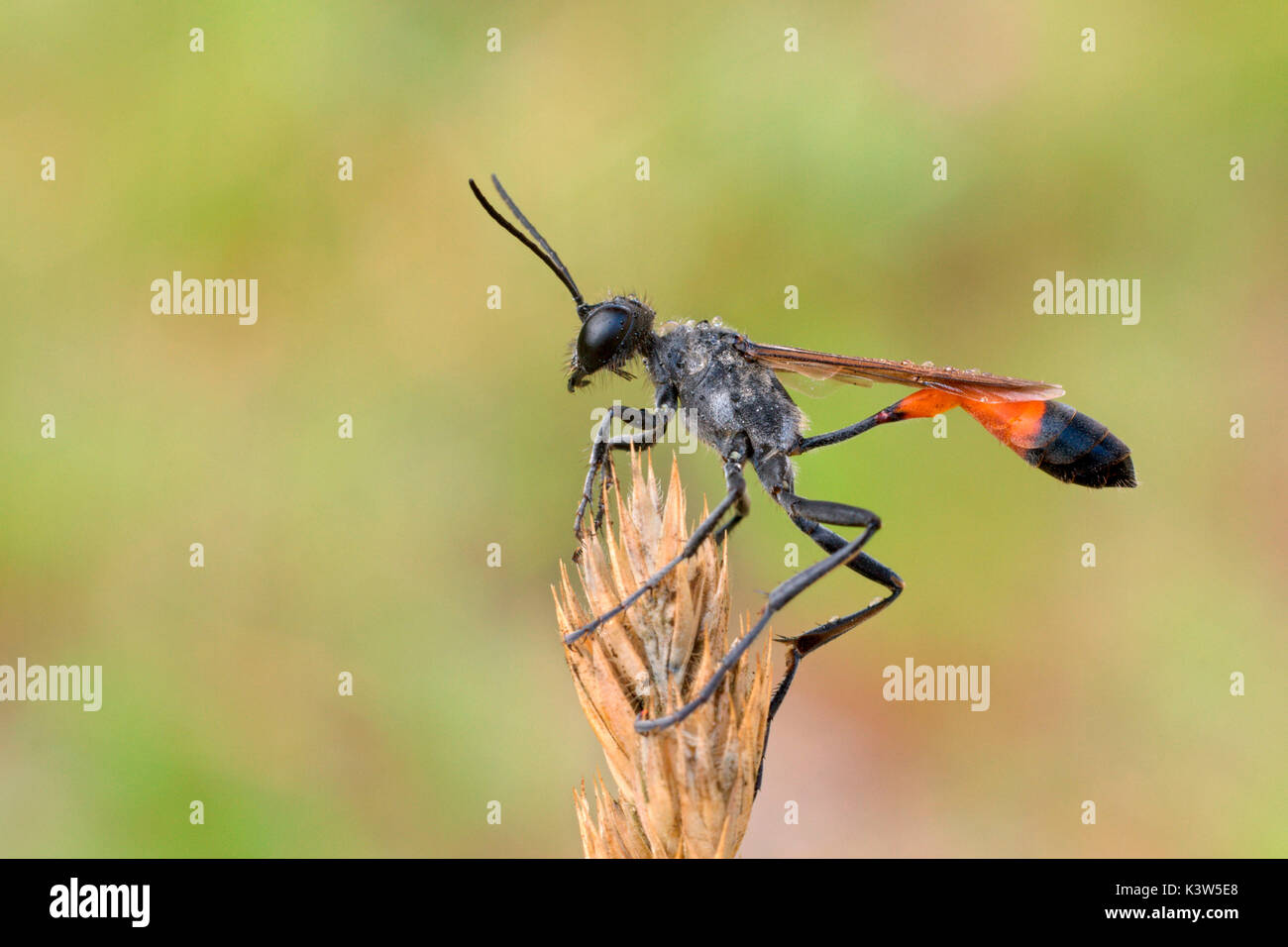 Ammophila, Lac de Serre-Ponçon, Francia, Durance, Ubaye Stock Photo - Alamy
