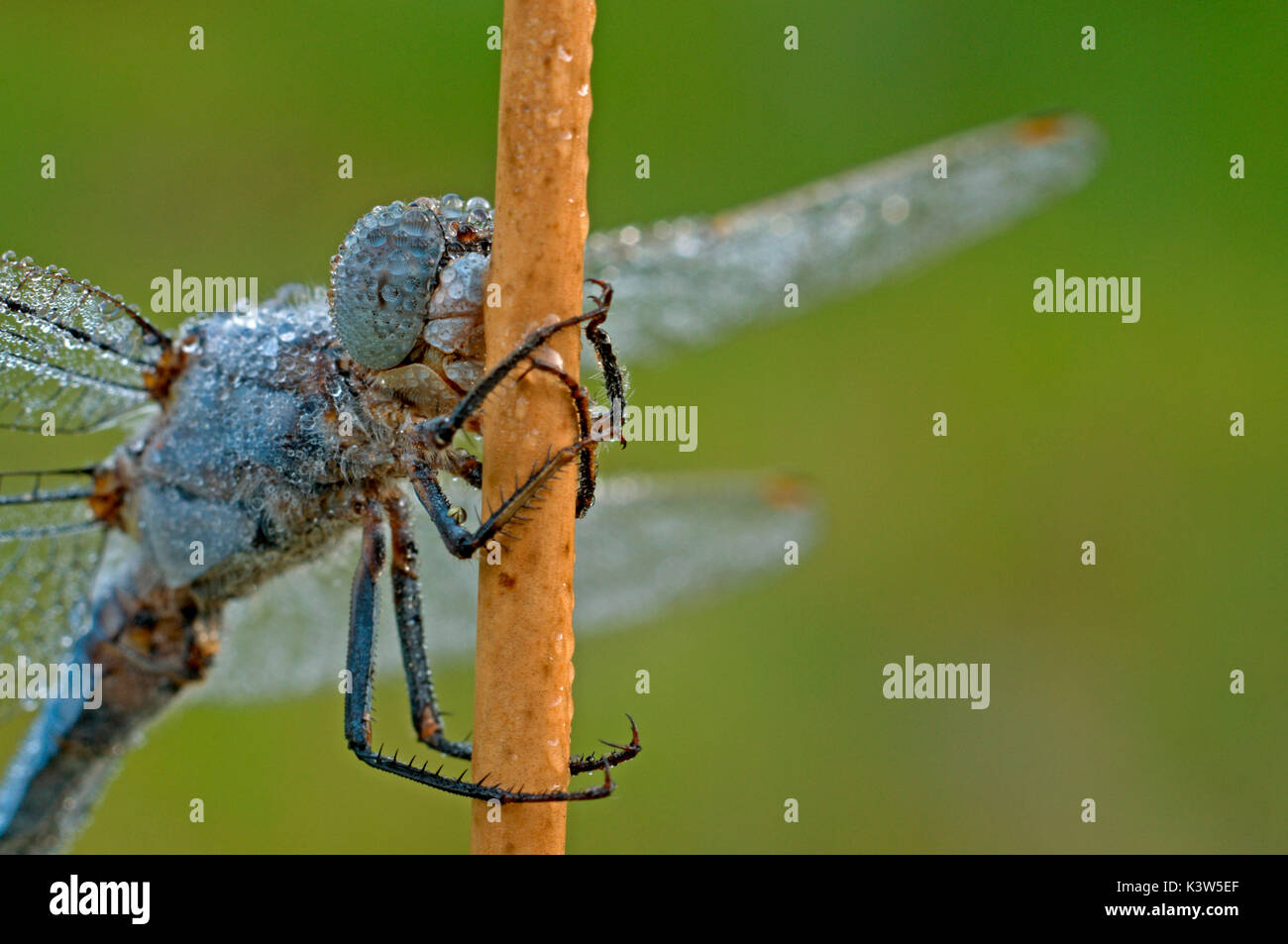 Orthetrum hi-res stock photography and images - Alamy