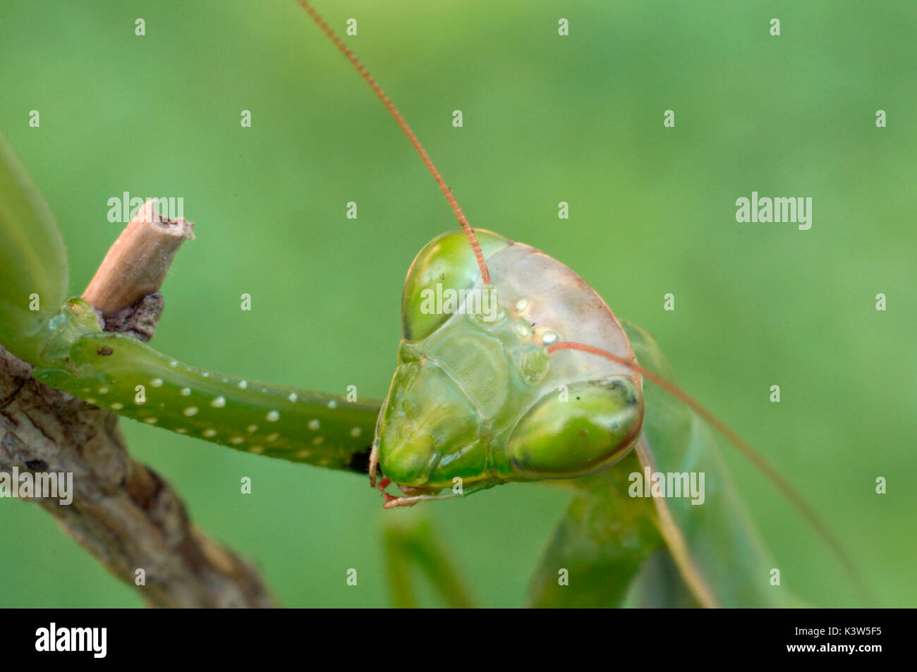 European mantis hi-res stock photography and images - Alamy